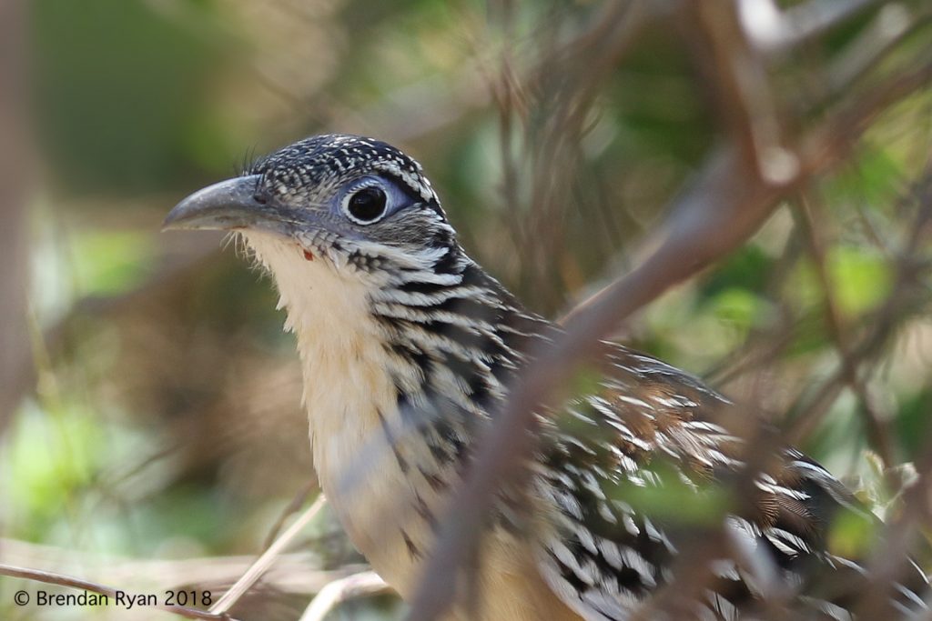 Central Mexico Region | Legacy Tours